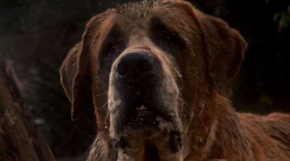 Trending News News | 'Cujo' Remake News: Classic 1983 Film Reboot ...